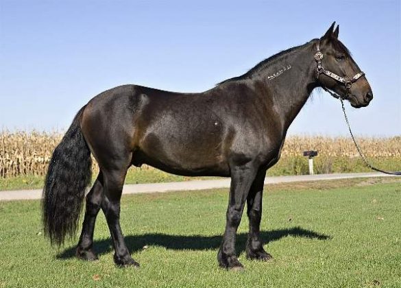 The Best Stock Horse Breeds for Your Ranch or Farm