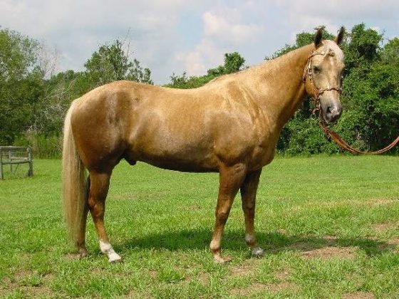 Everything You Need to Know About Palomino Horses (With Pictures)